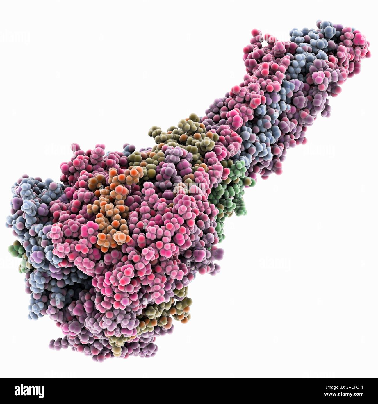 RSV virus fusion glycoprotein, molecular model. This is a fusion glycoprotein of human ...