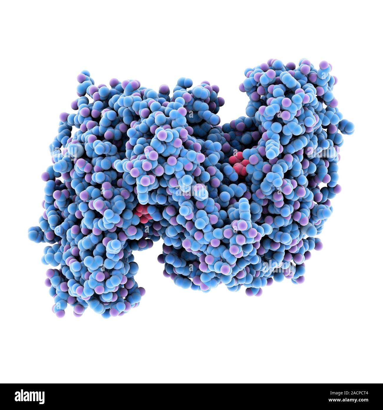 Citrate synthase, molecular model. This enzyme is involved in the first ...