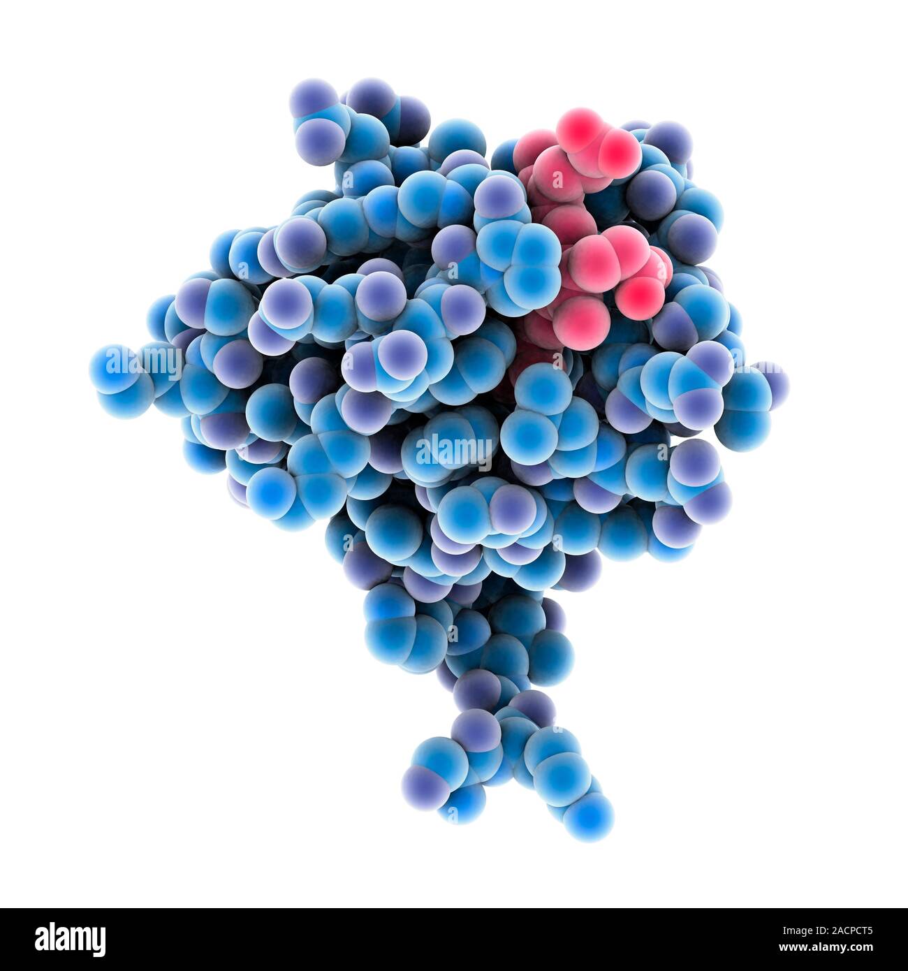 Cytochrome b5. Molecular model of cytochrome b5 from a cow's liver ...