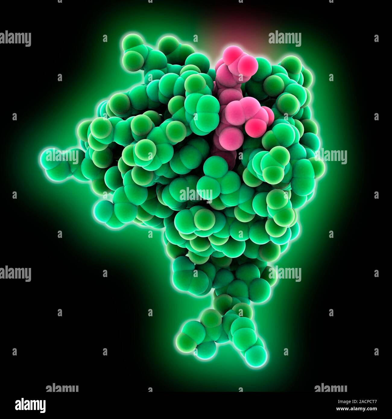 Cytochrome b5. Molecular model of cytochrome b5 from a cow's liver ...
