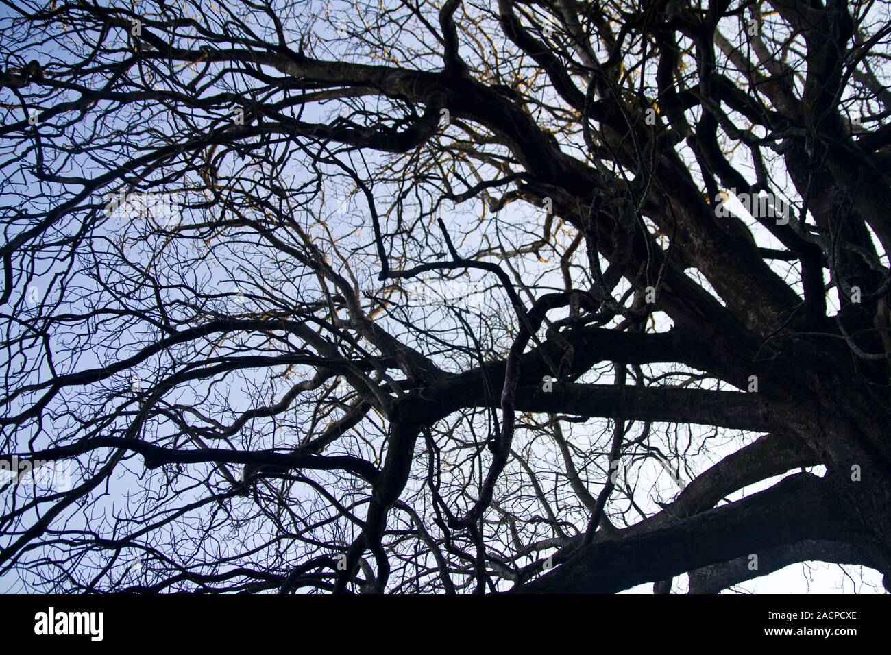 Intricacy of botany hi-res stock photography and images - Alamy