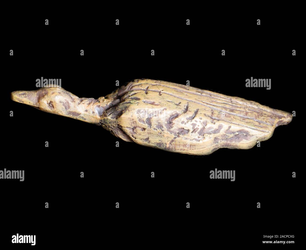 Prehistoric carved bird. Prehistoric carving in mammoth ivory of a ...