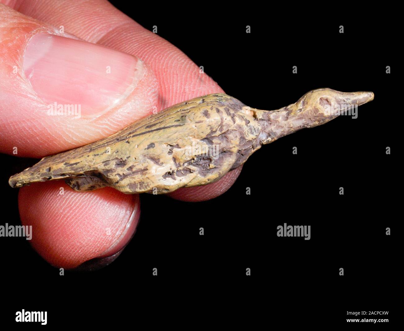 Prehistoric carved bird. Prehistoric carving in mammoth ivory of a ...
