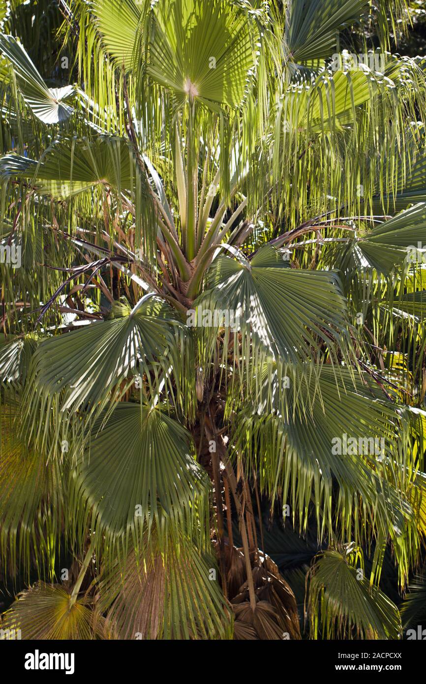 tropical palm tree Stock Photo - Alamy