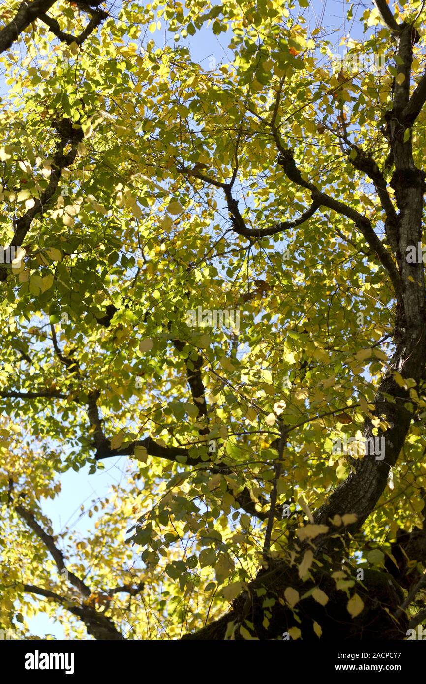 beautiful autumn tree branches Stock Photo - Alamy