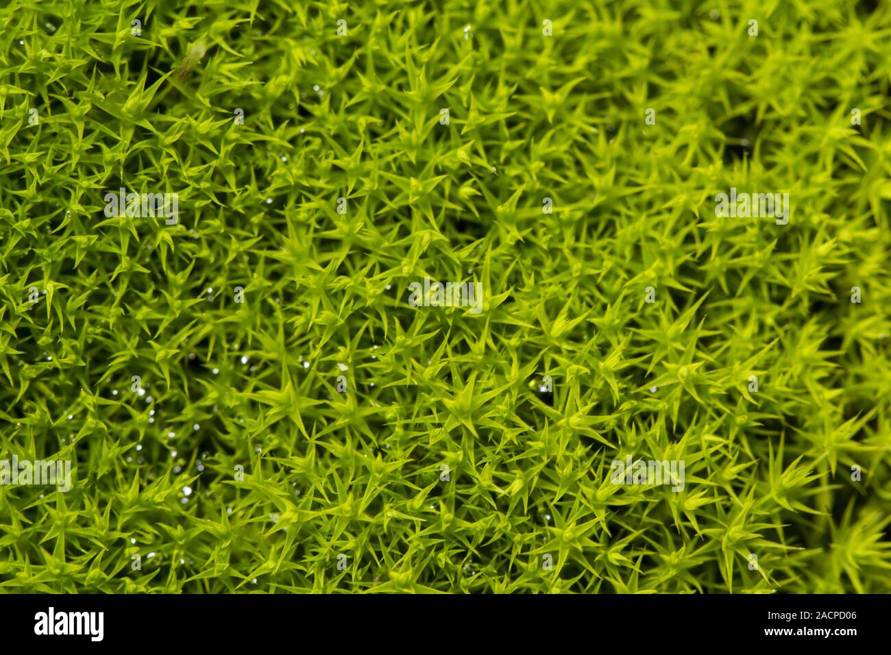 top view of green moss background Stock Photo - Alamy