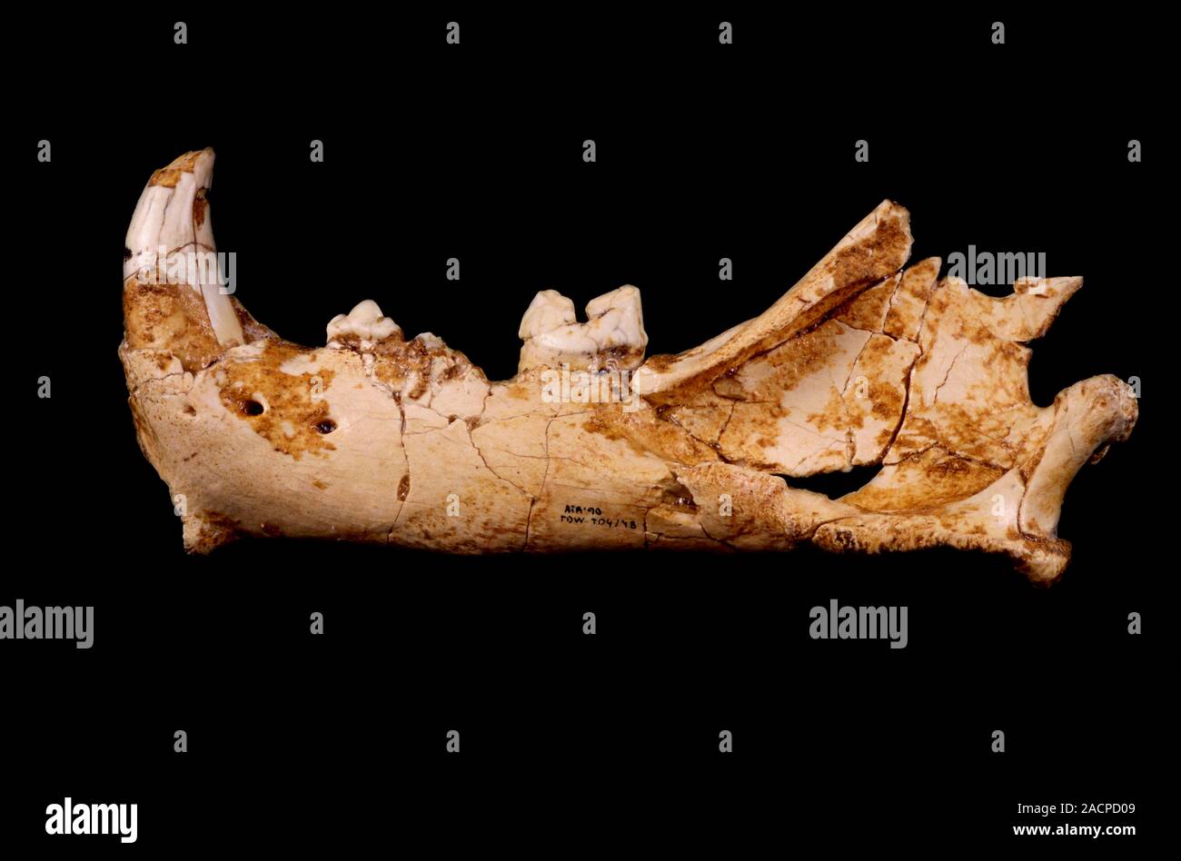 Prehistoric jaguar jaw bone. This fossil jaw bone is from the extinct ...