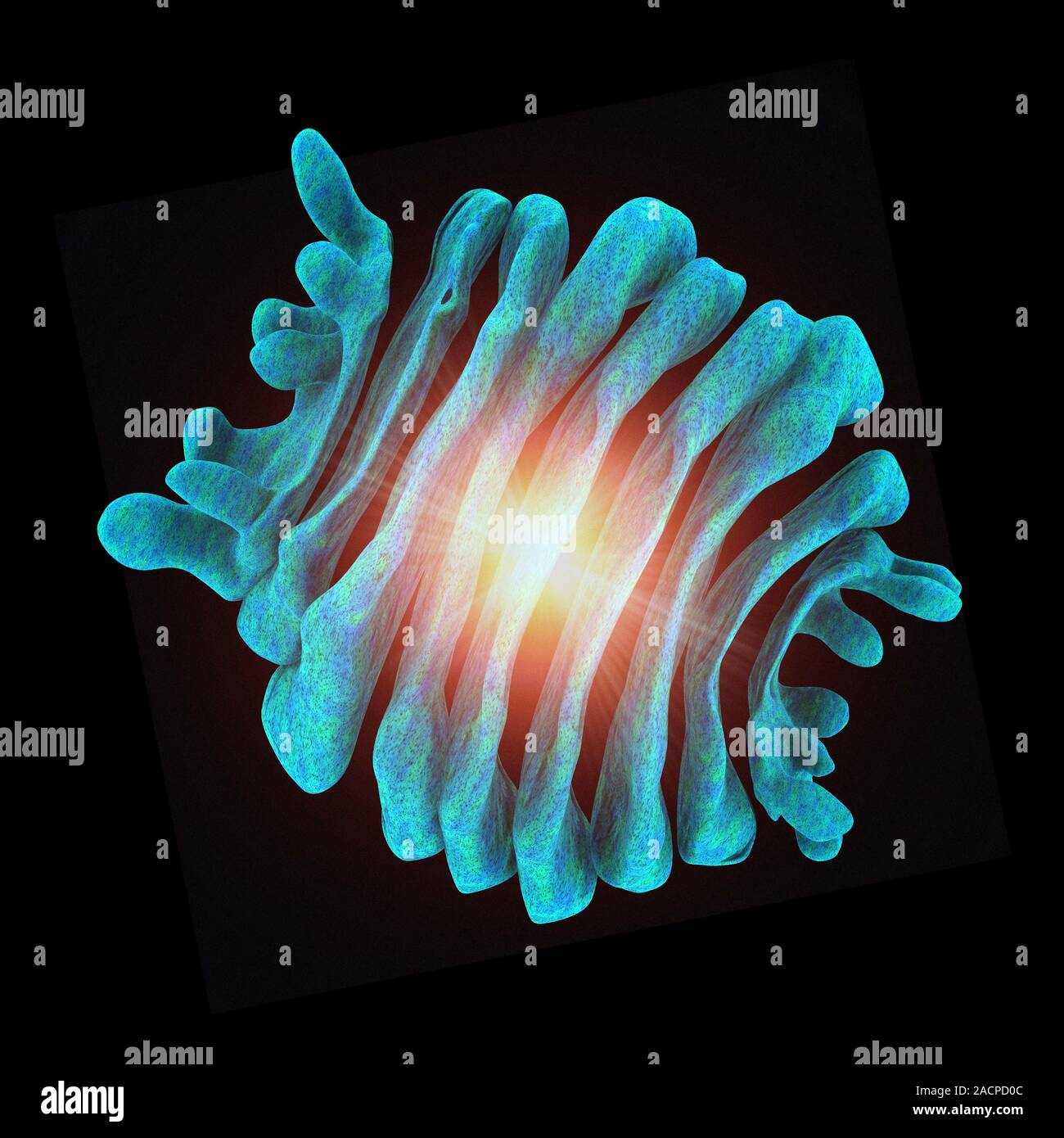 Computer artwork of the Golgi apparatus of the human cell. This ...
