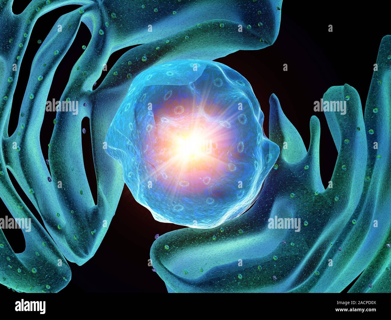 Computer artwork showing part of a human or eukaryotic cell. In the ...