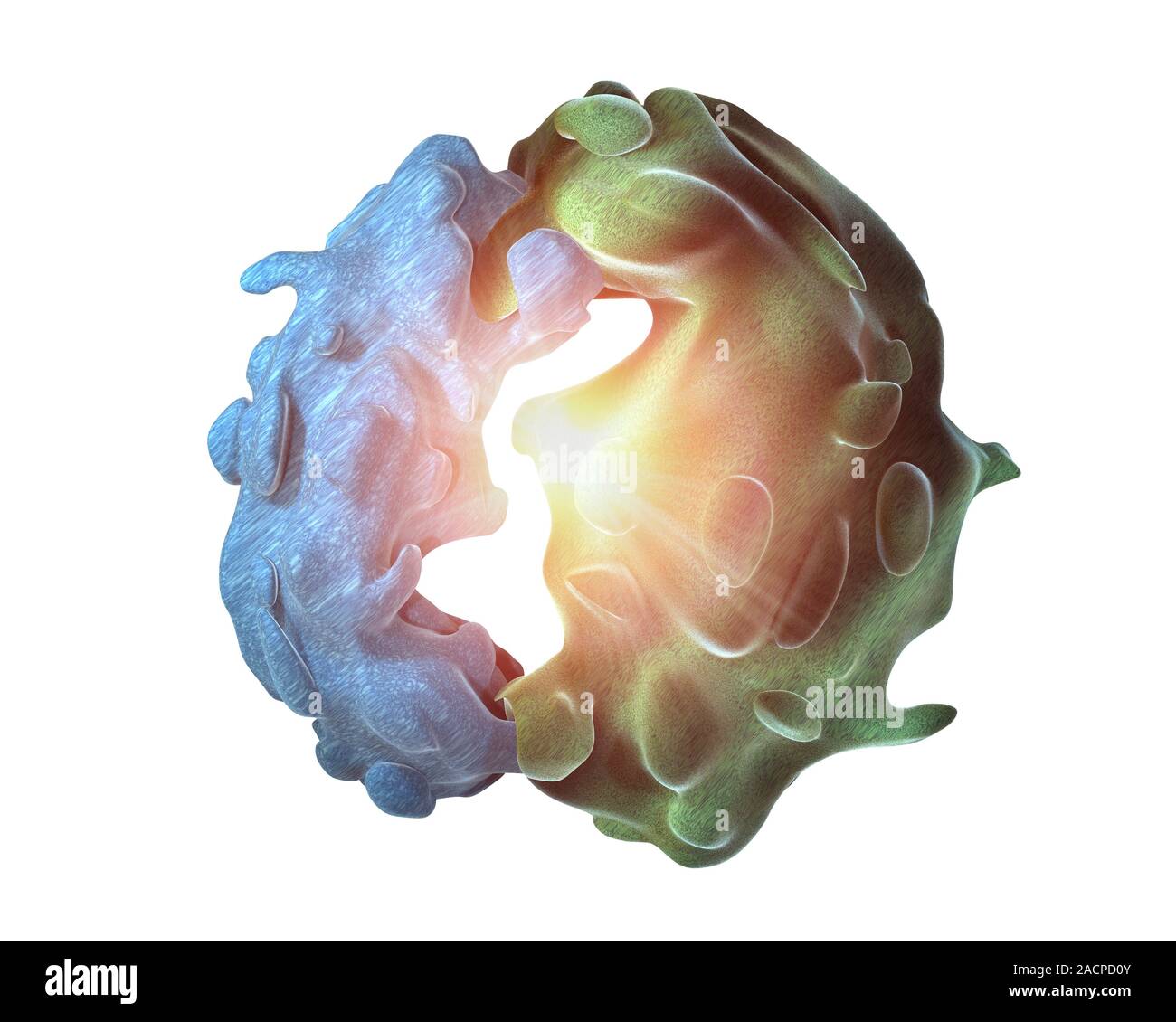 Computer artwork of a ribosome. Ribosomes are protein particles that ...