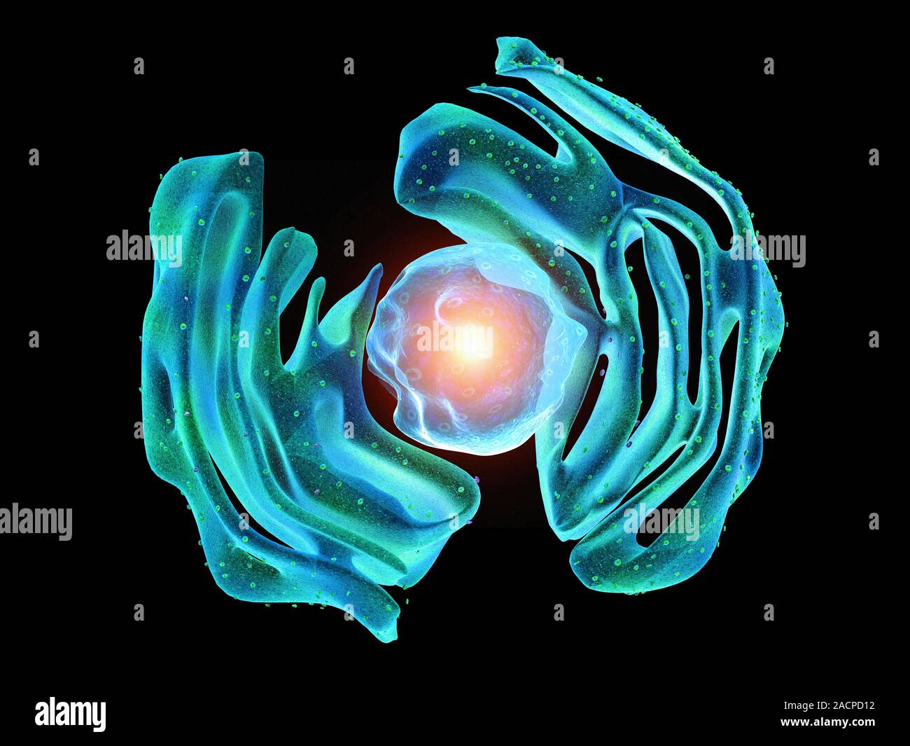 Computer artwork showing part of a human or eukaryotic cell. In the ...