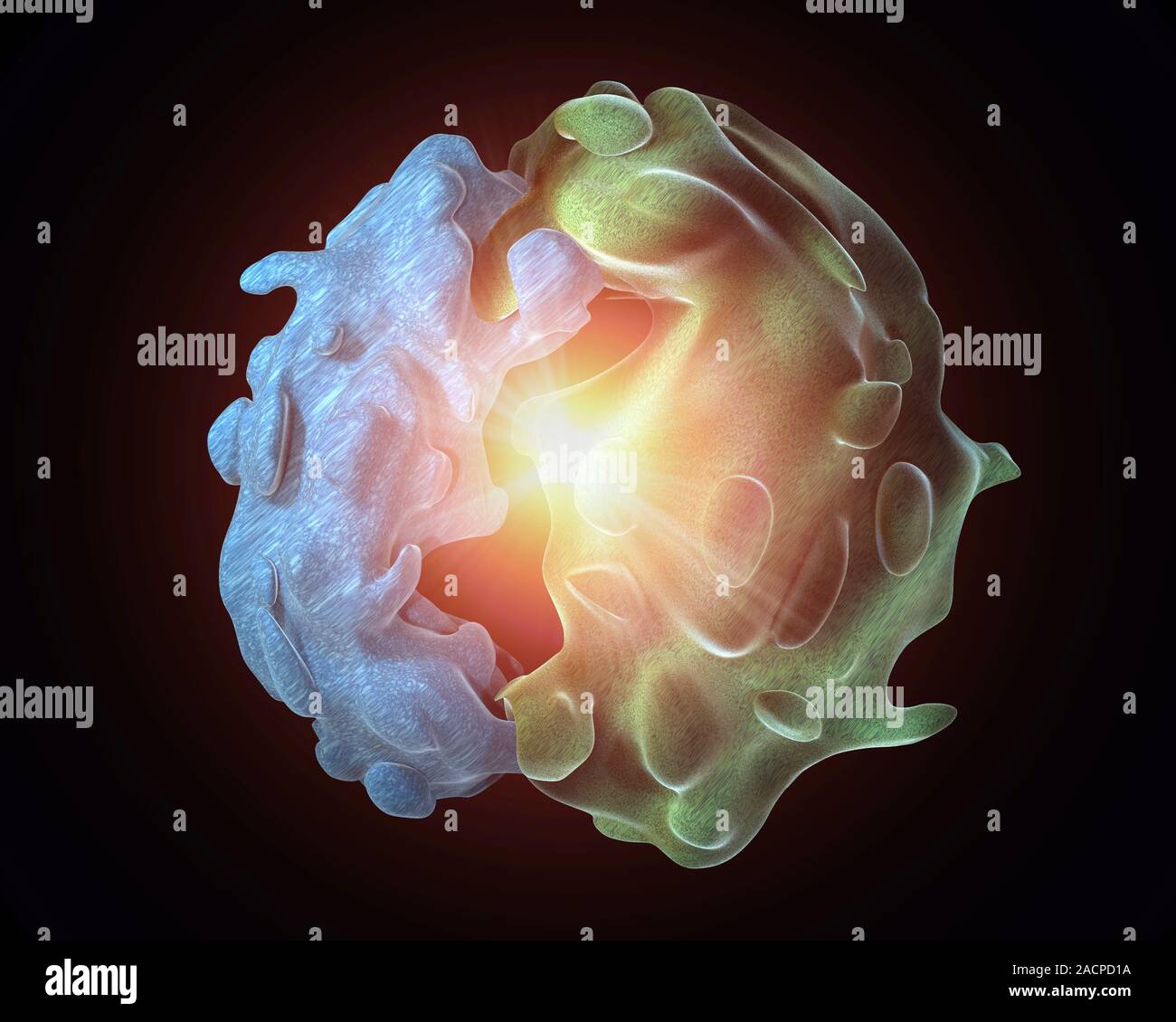 Computer artwork of a ribosome. Ribosomes are protein particles that ...
