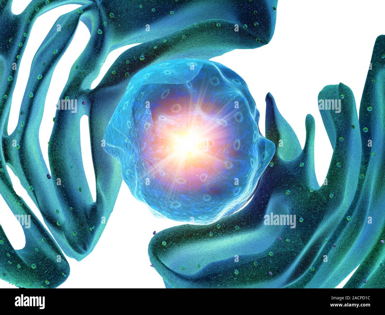 Computer artwork showing part of a human or eukaryotic cell. In the ...
