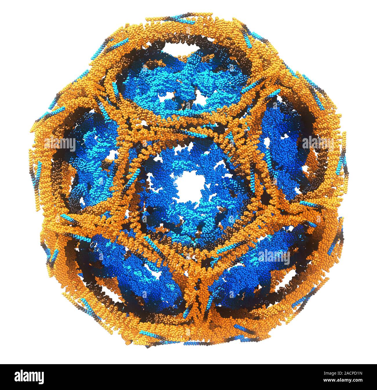 Molecular model of a complete clathrin lattice. The polyhedral protein ...