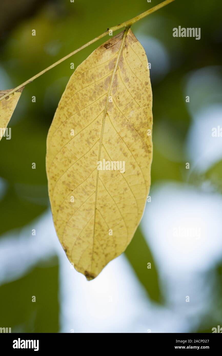One autumn leaf hi-res stock photography and images - Alamy
