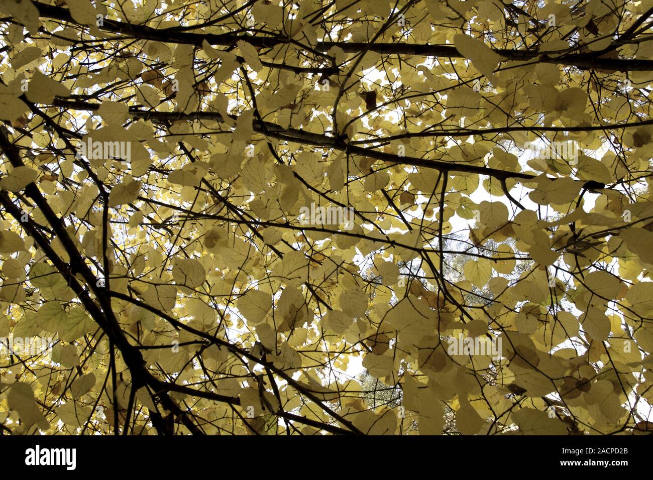 Vibrant leafs texture hi-res stock photography and images - Alamy