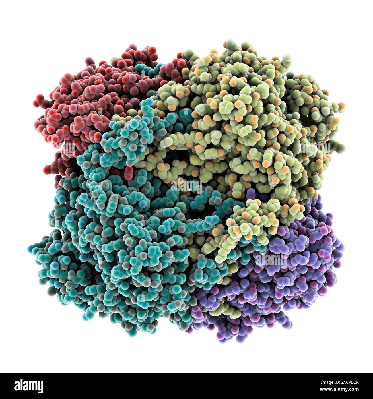 Human catalase, molecular model. This enzyme catalyses the break down ...