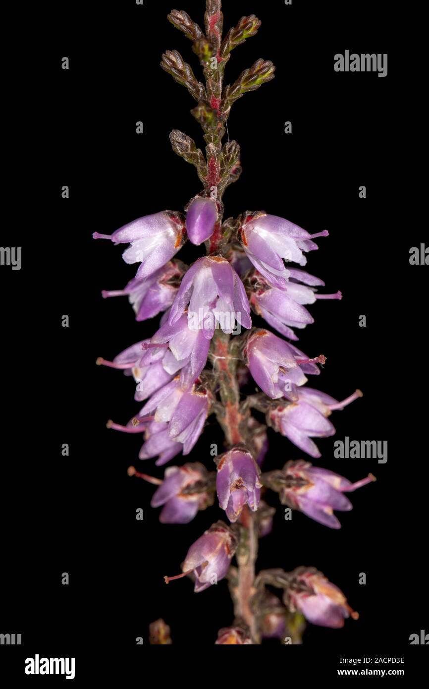 Close ling hi-res stock photography and images - Alamy