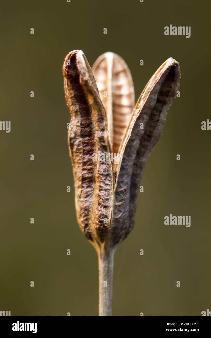 empty seed capsule pod Stock Photo - Alamy