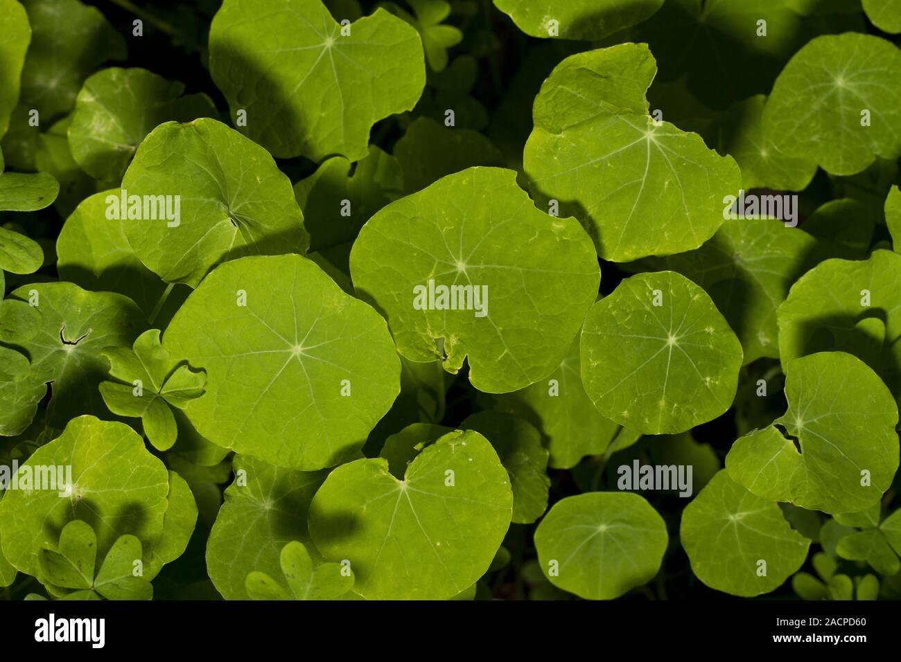 Type of leaf hi-res stock photography and images - Alamy