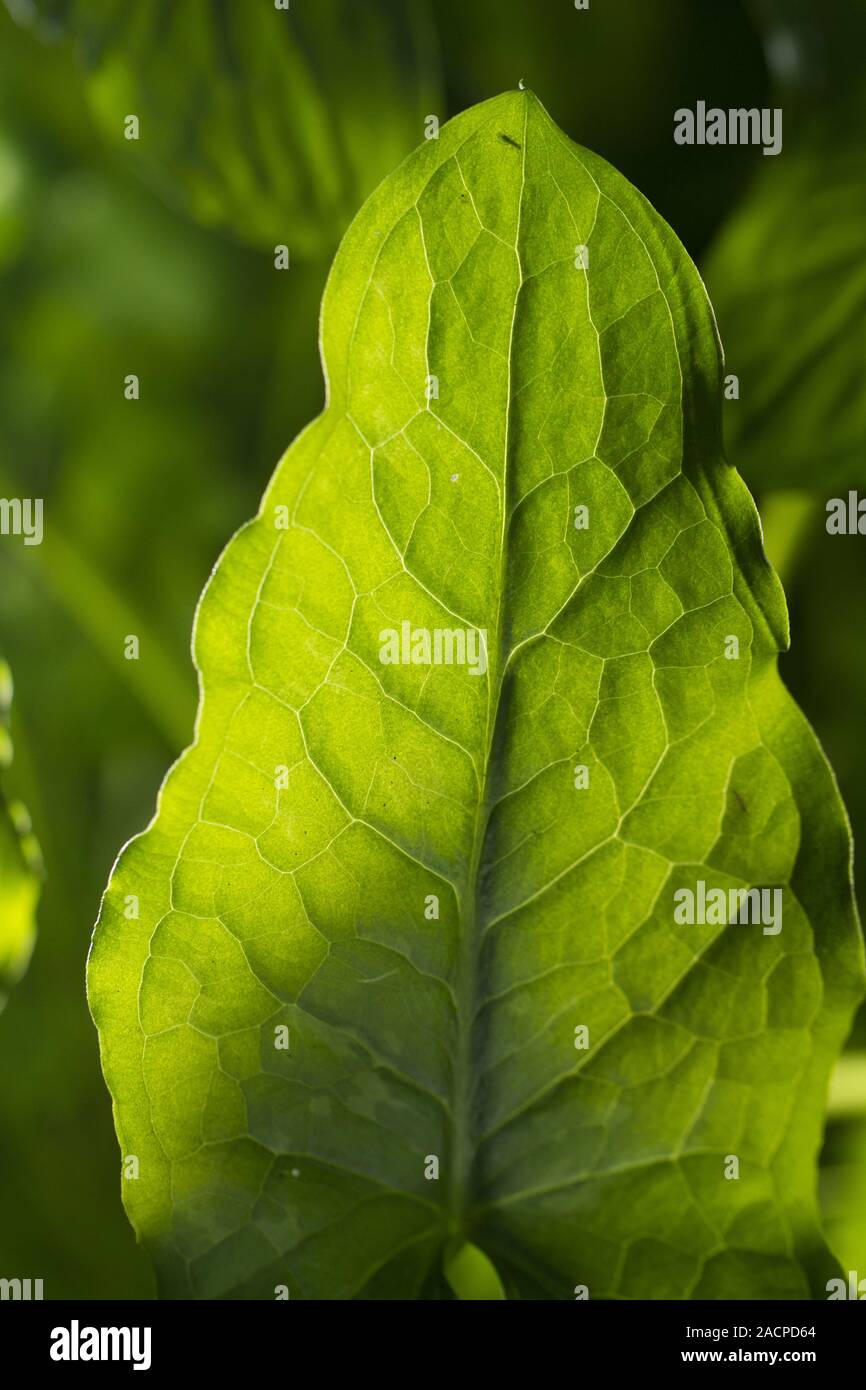big leaf in nature Stock Photo - Alamy