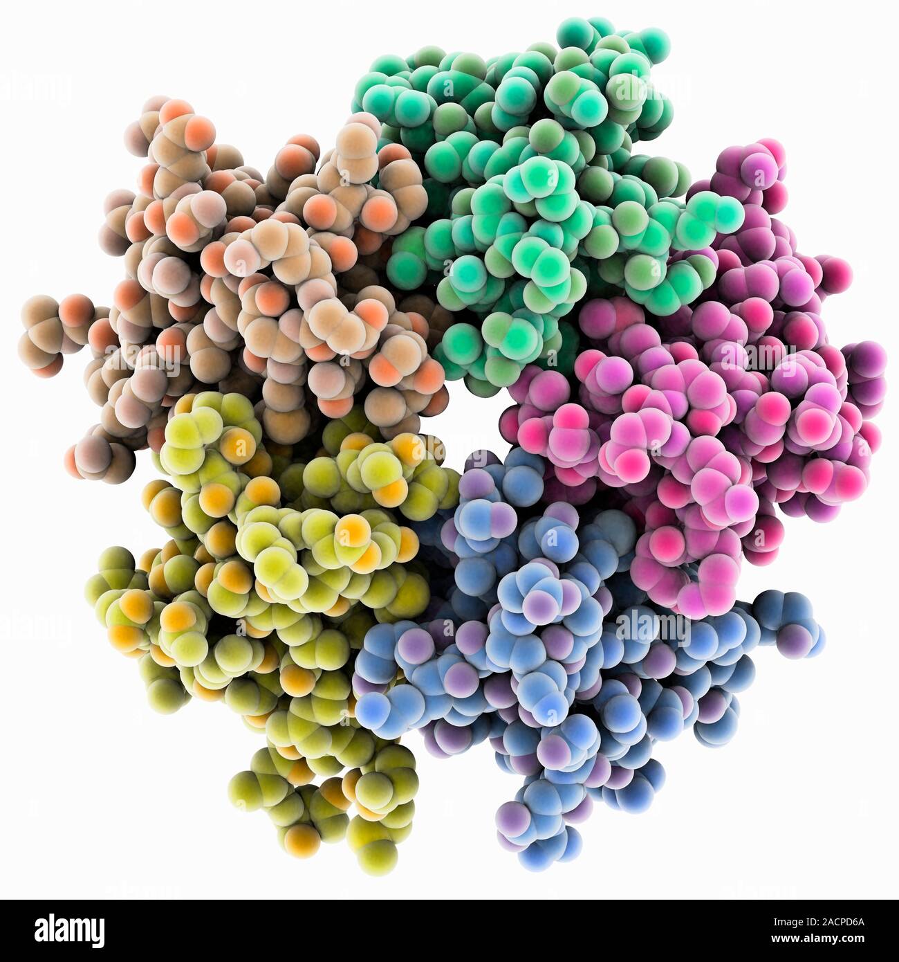 Nucleoplasmin histone-chaperone protein, molecular model. This is ...