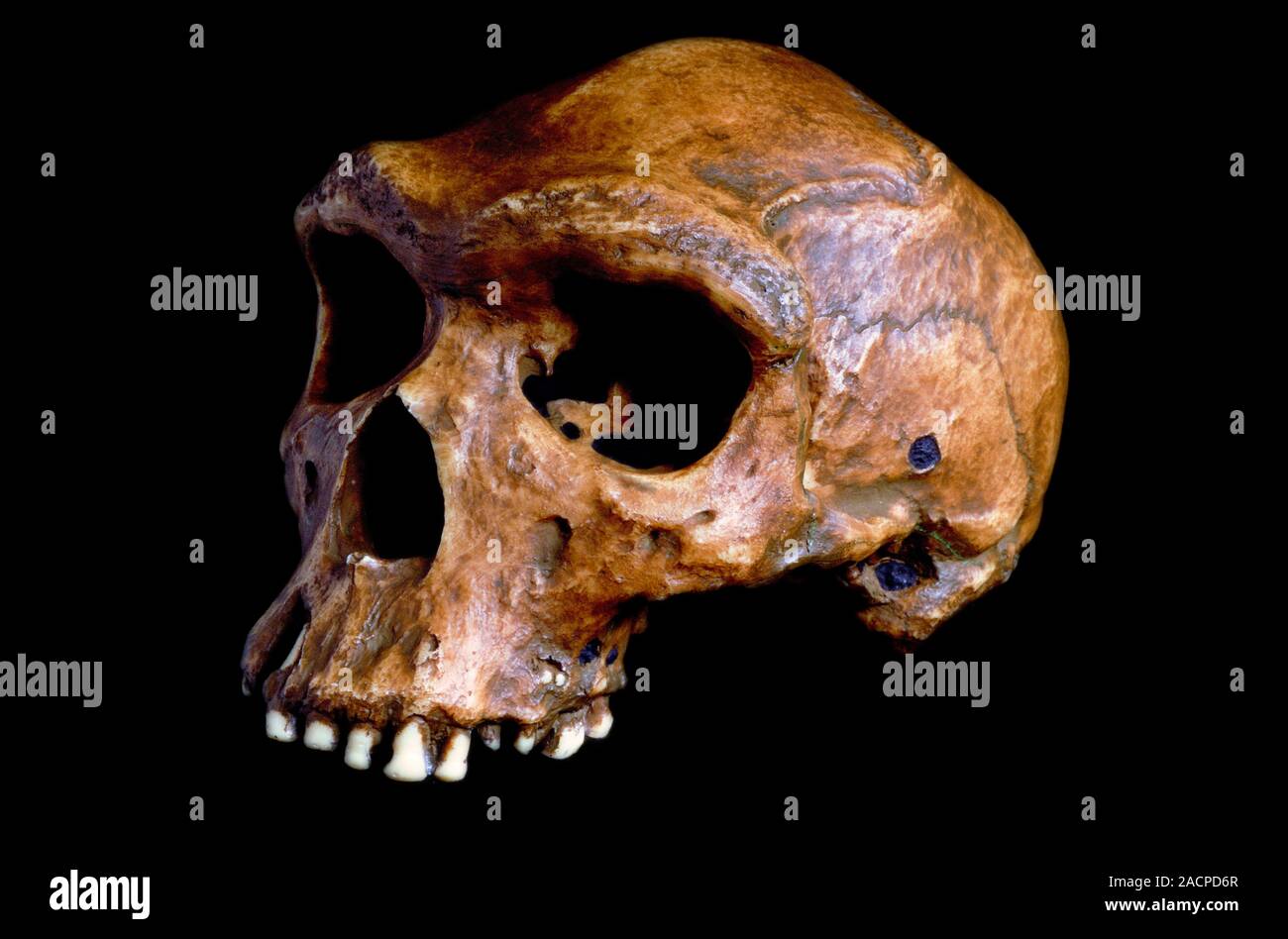 Homo heidelbergensis skull. This is the Broken Hill 1 (Kabwe 1) fossil ...