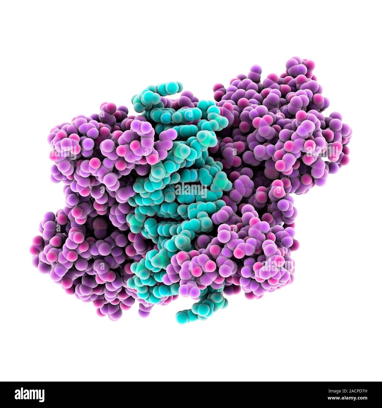 Restriction enzyme and DNA. Molecular model showing an EcoRI endonuclease enzyme (purple) bound ...