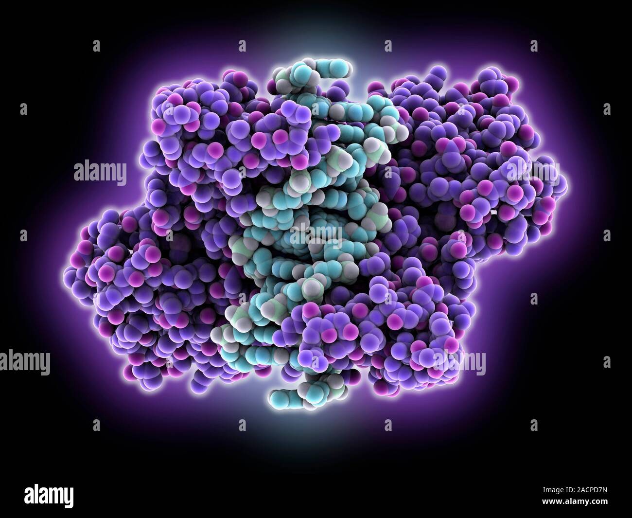 Restriction enzyme and DNA. Molecular model showing an EcoRI endonuclease enzyme (purple) bound ...