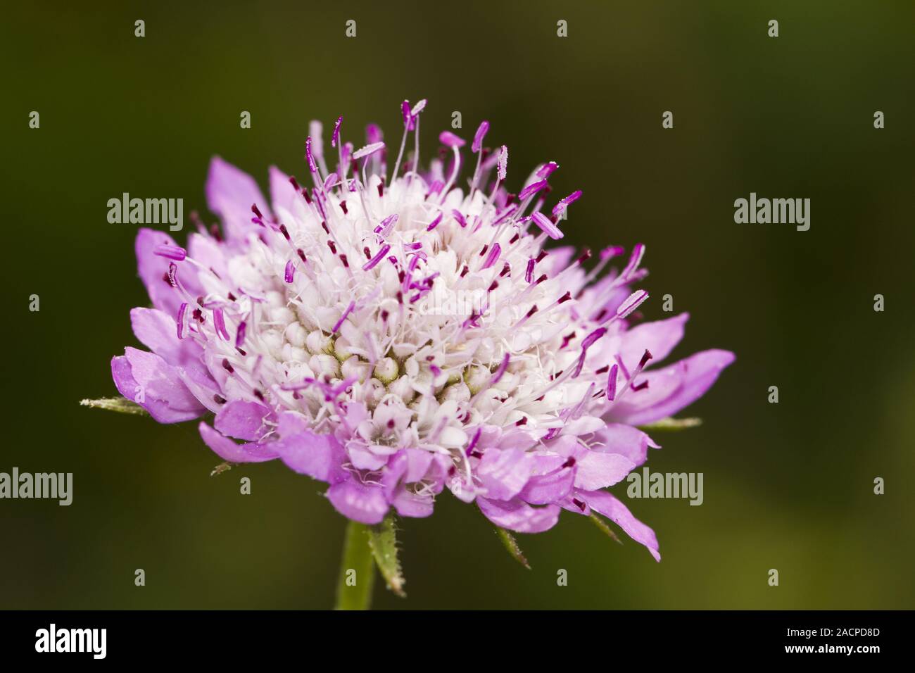 Mourning Bride (Scabiosa atropurpurea Stock Photo - Alamy