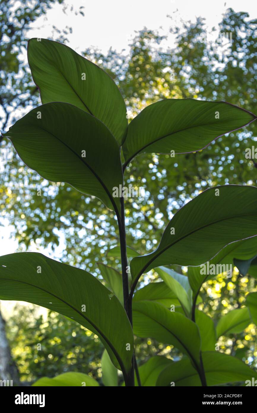 beautiful broad lush leaf plants Stock Photo - Alamy