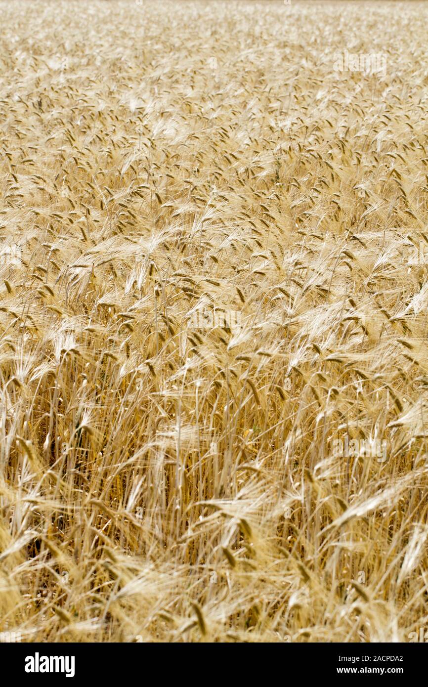 Wheat plantation hi-res stock photography and images - Alamy