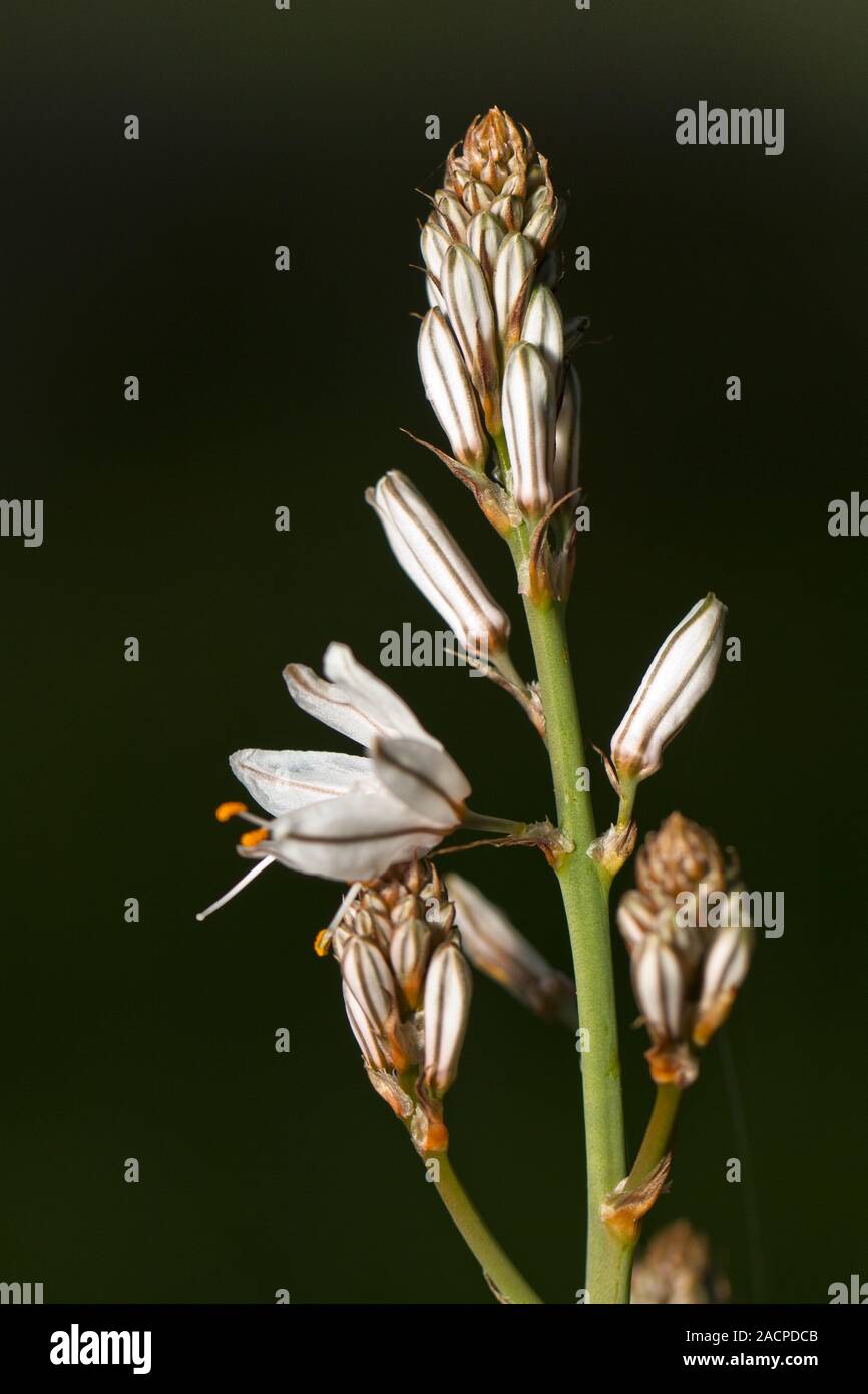 Common asphodel flower Stock Photo - Alamy
