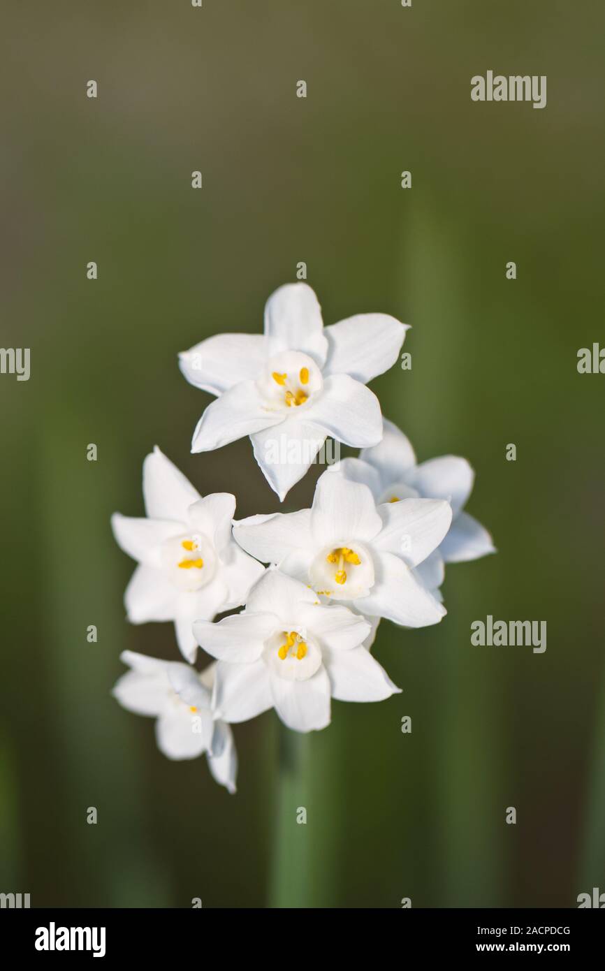 Paperwhite flower hi-res stock photography and images - Alamy