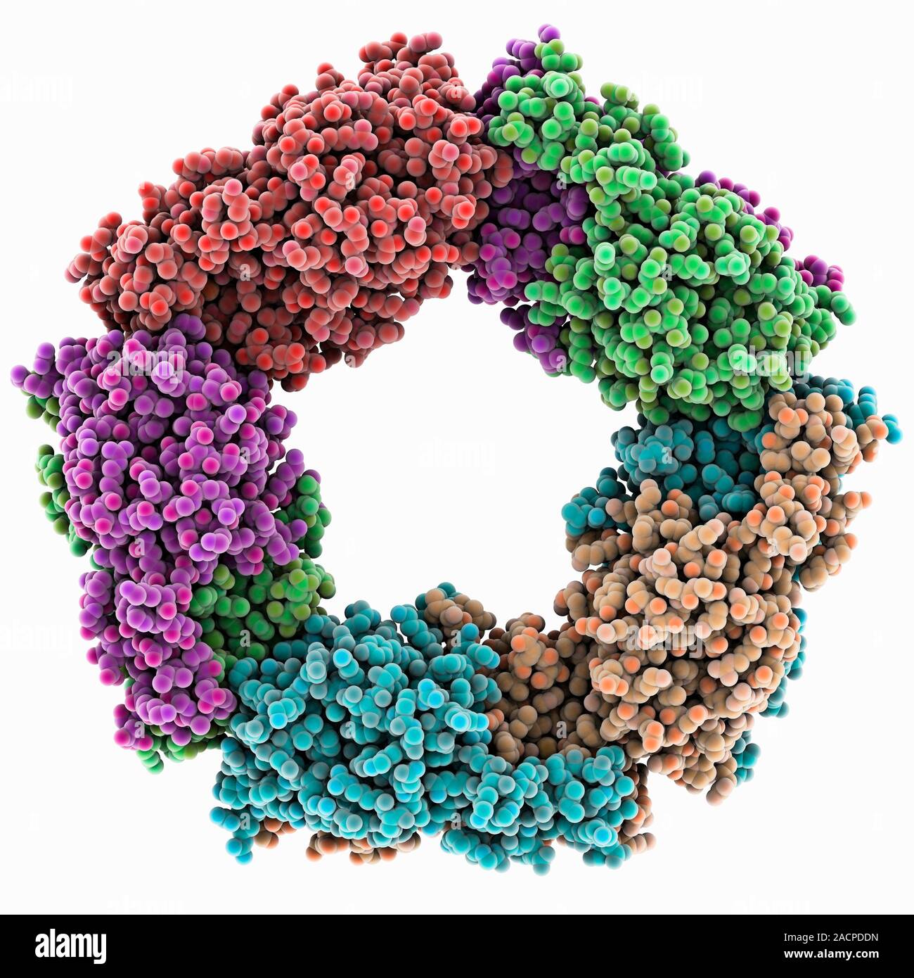 Peroxiredoxin 4 antioxidant enzyme, molecular model. This enzyme, also ...