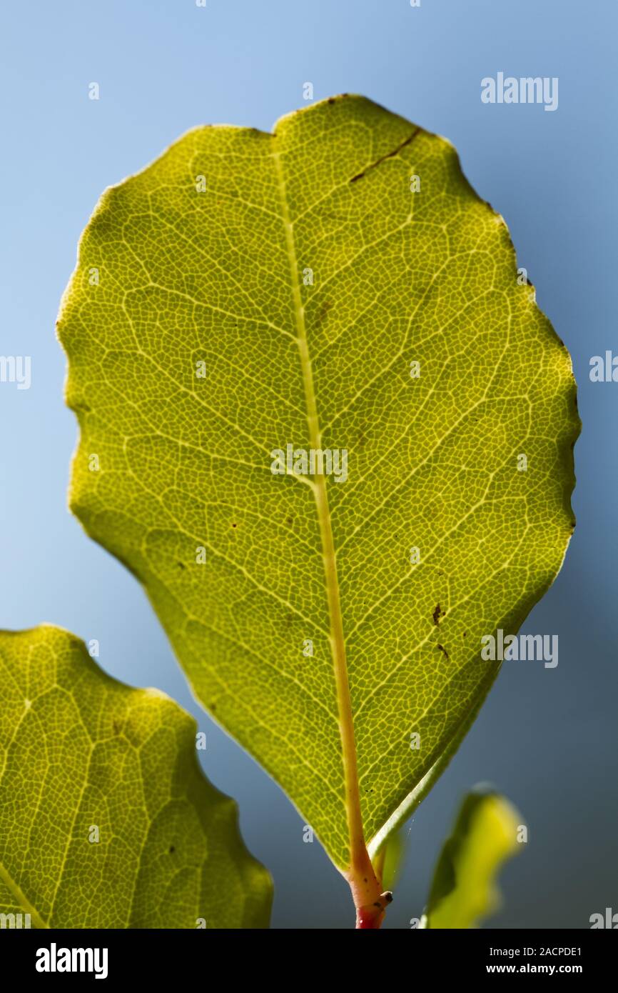 Carob tree portugal hi-res stock photography and images - Alamy