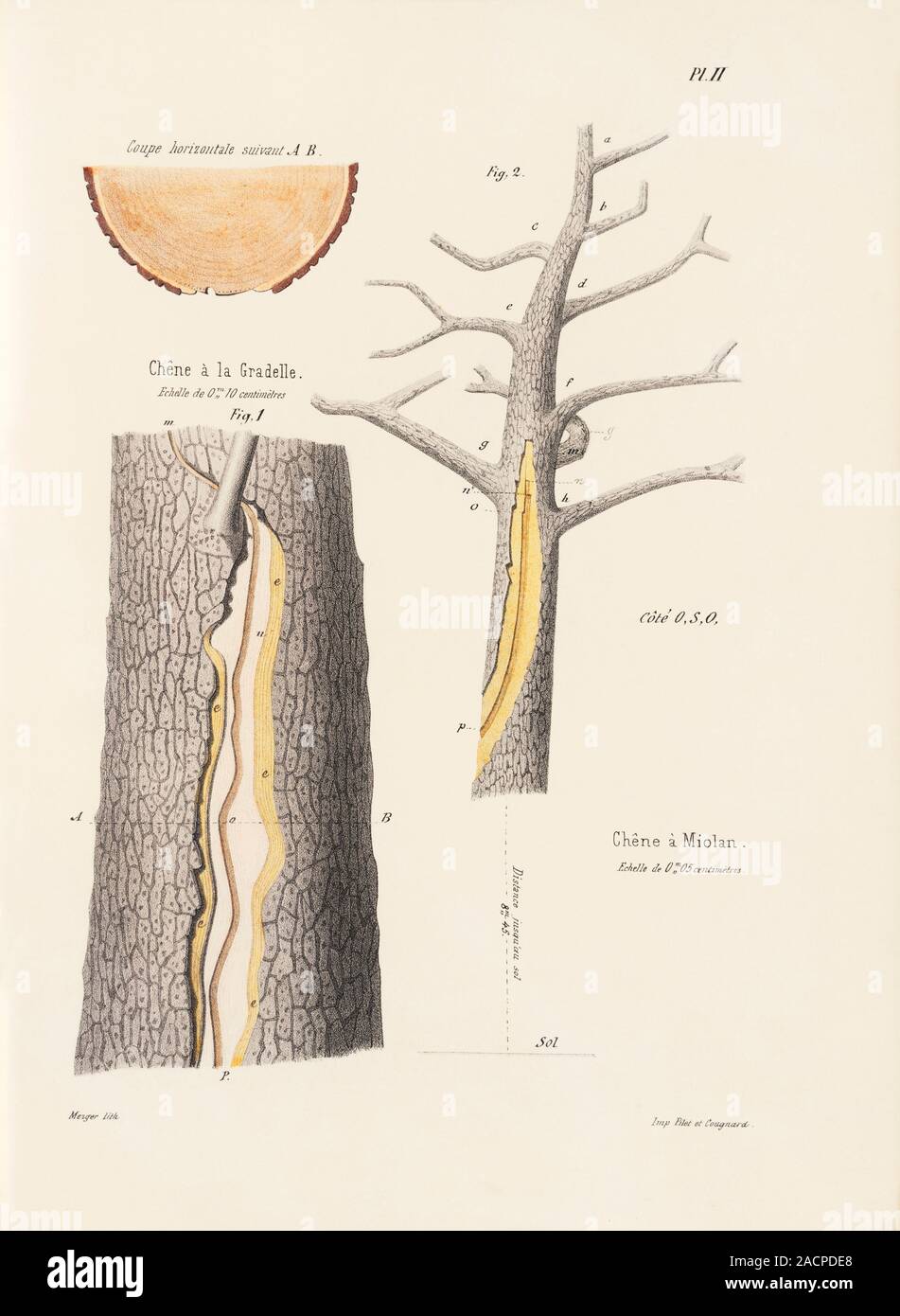 Effect of lightning on trees. 19th century artwork showing the effect ...