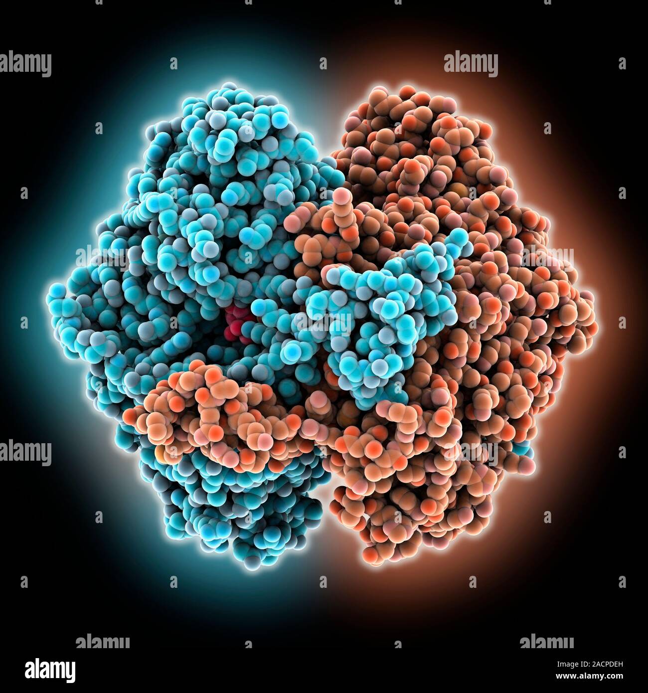 Phosphoglucose isomerase molecule. Molecular model of a rabbit ...