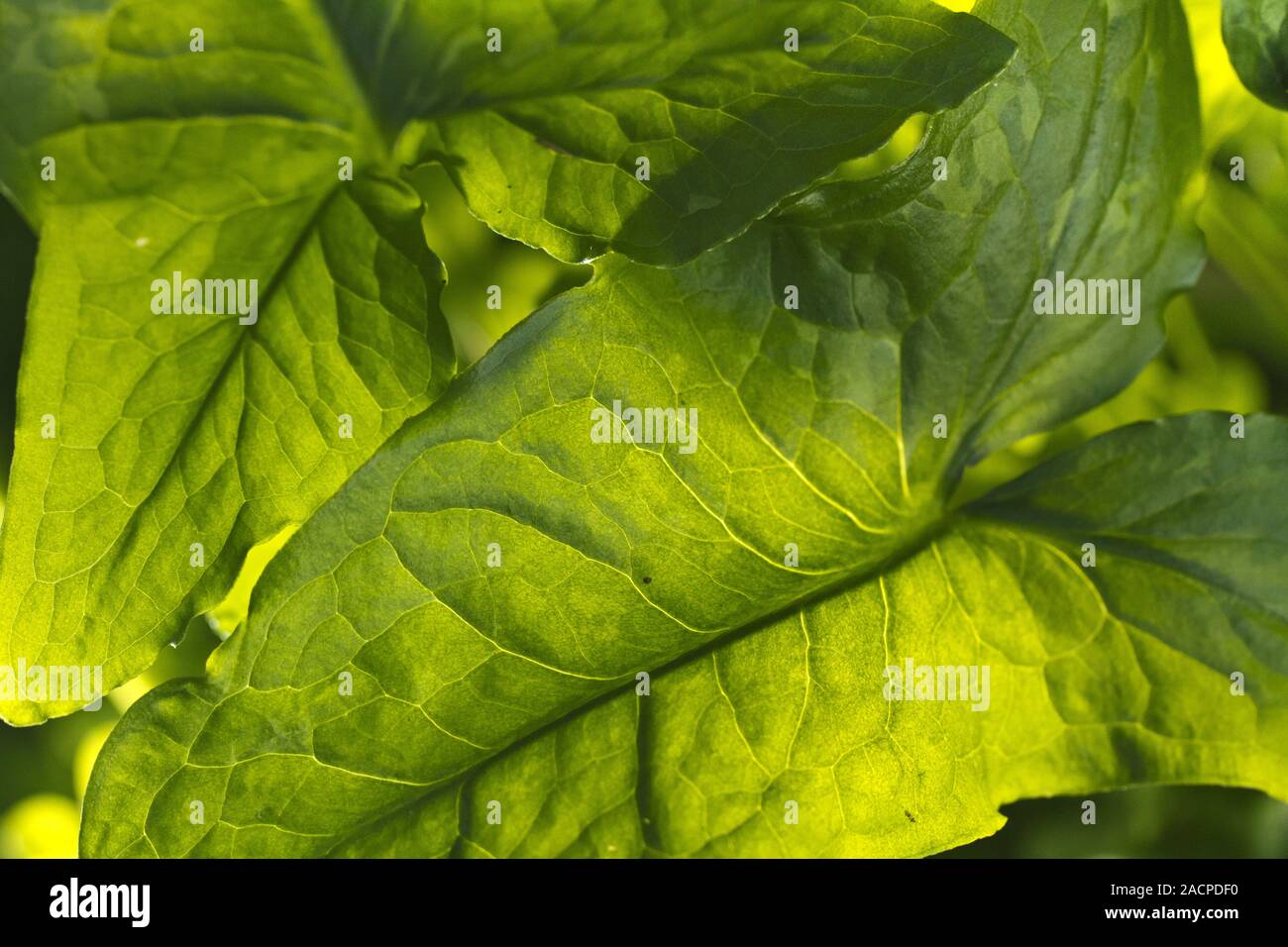 big leaf in nature Stock Photo - Alamy
