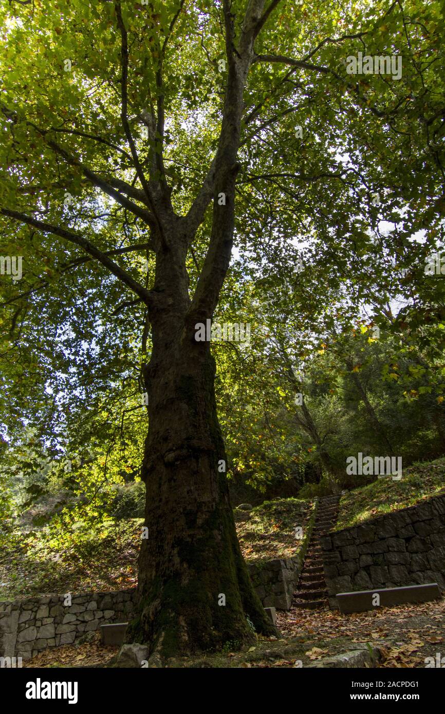 View of tall tree hi-res stock photography and images - Alamy