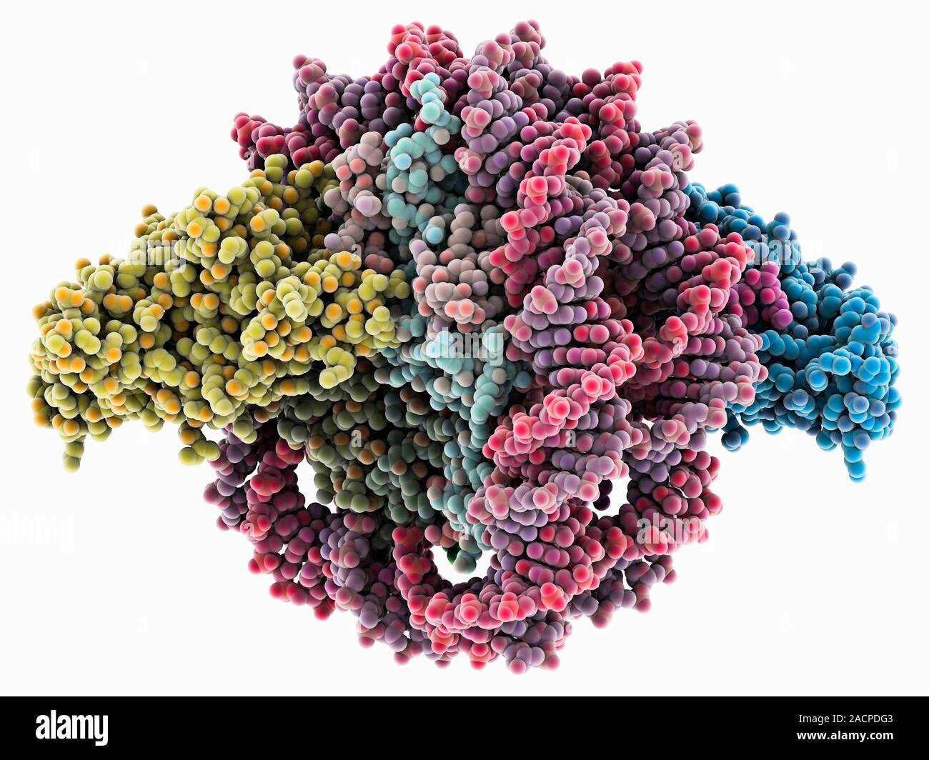Sir3 gene silencer acting on DNA, molecular model. Sir3 (blue and ...