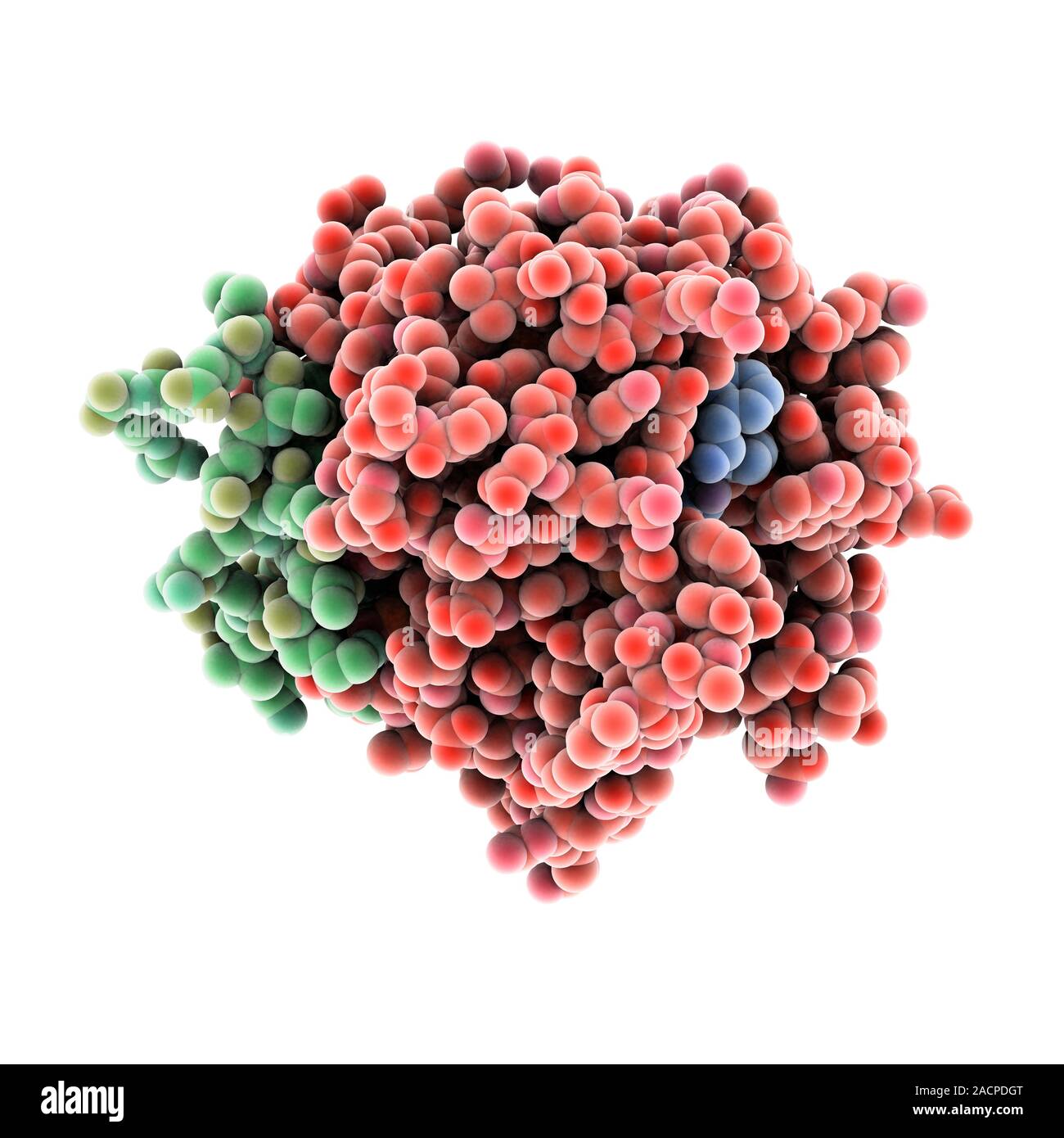 Thrombin protein, molecular model. Thrombin is an enzyme involved in ...