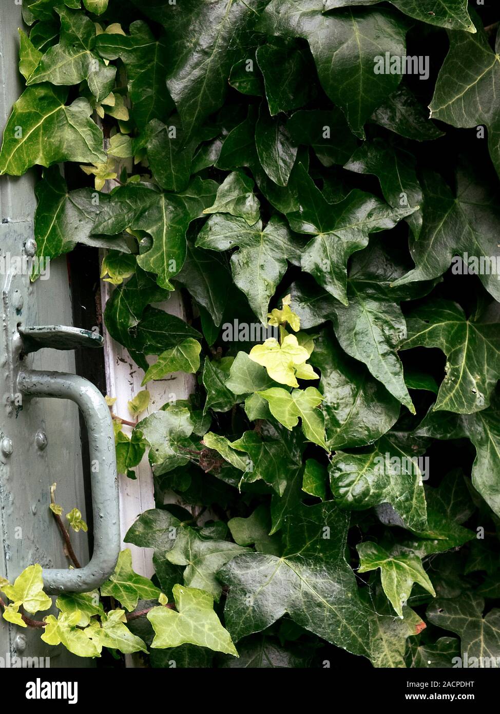 Ivy-covered door. Close-up of a wooden door covered in common ivy ...