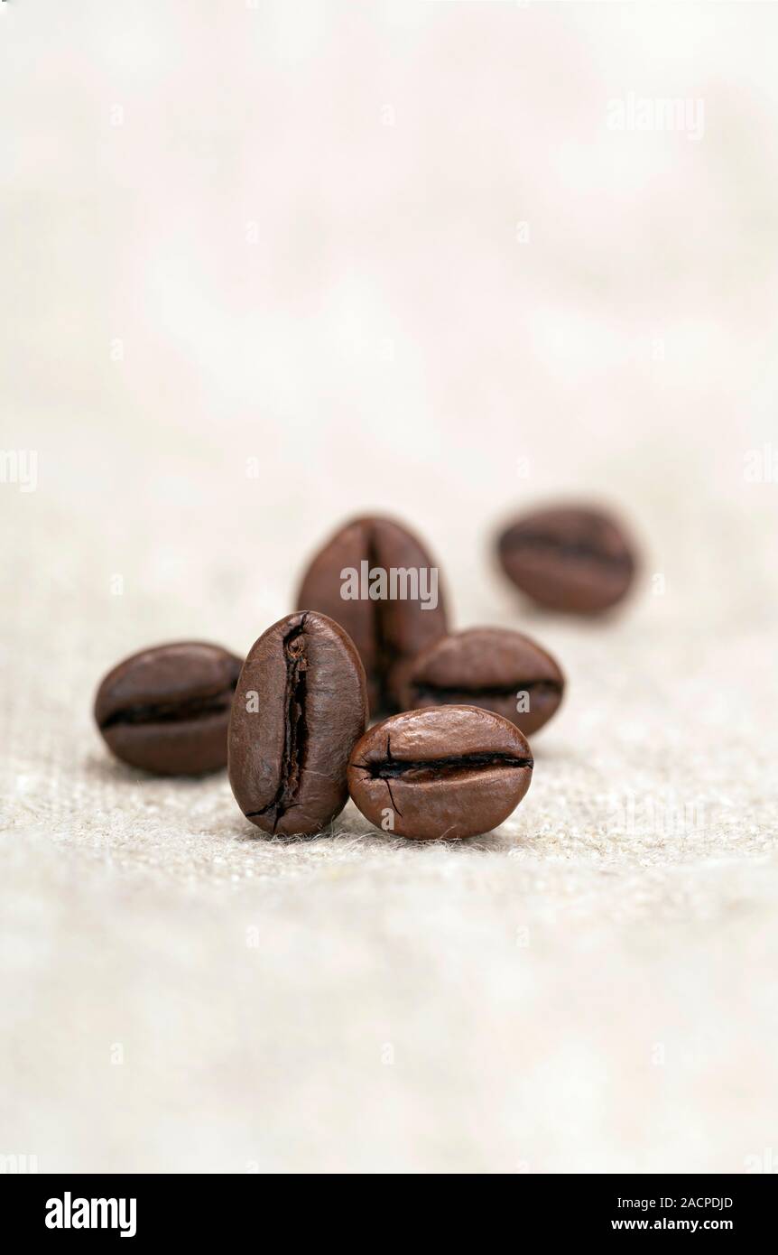 Coffee (Coffea sp.) beans Stock Photo - Alamy