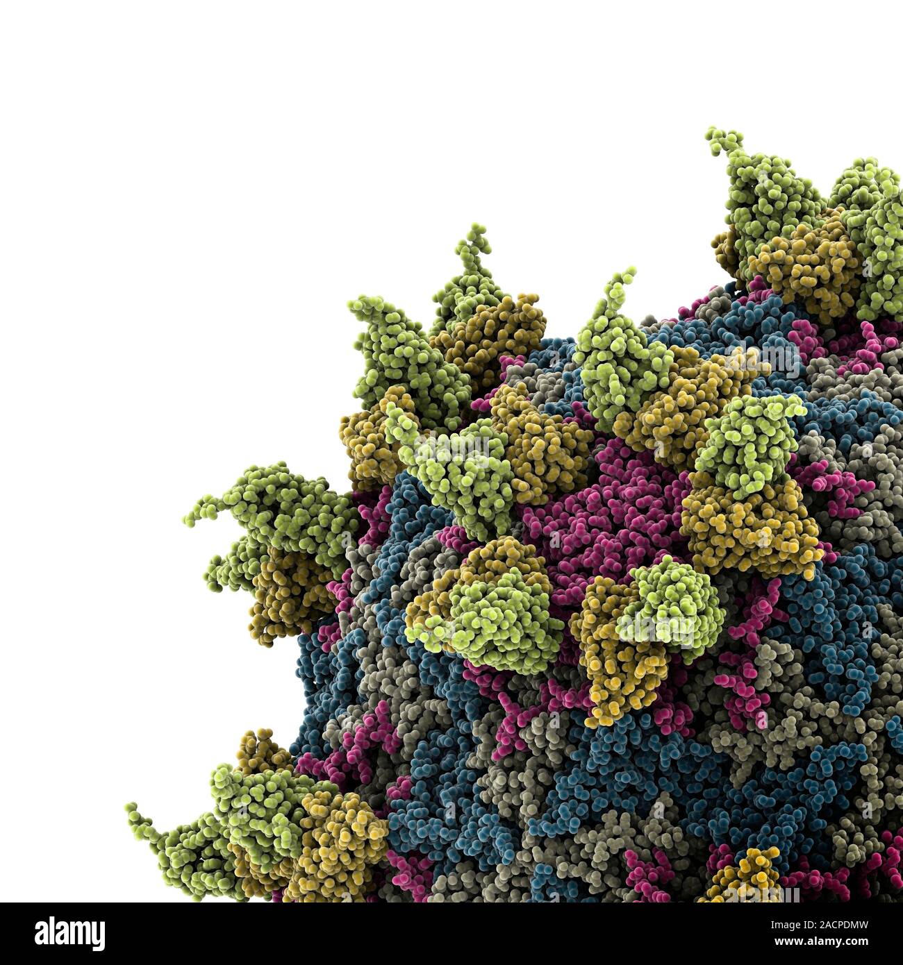 Rhinovirus. Molecular model of the antigen-binding fragment (Fab) from a strongly neutralising ...