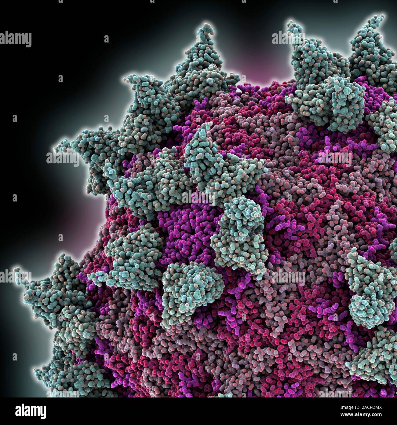 Rhinovirus. Molecular model of the antigen-binding fragment (Fab) from a strongly neutralising ...