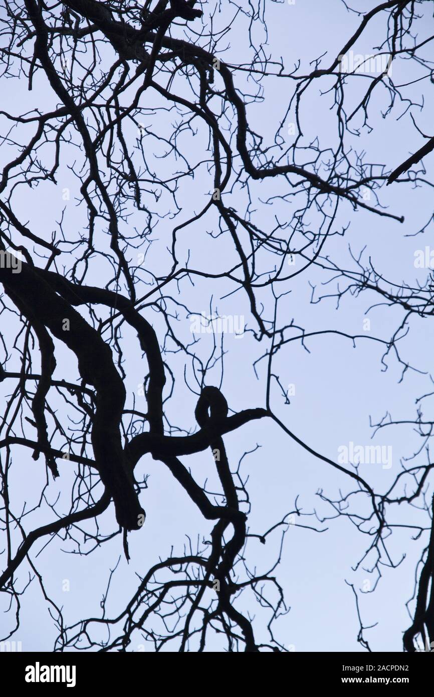 intricacy on tree branches Stock Photo - Alamy