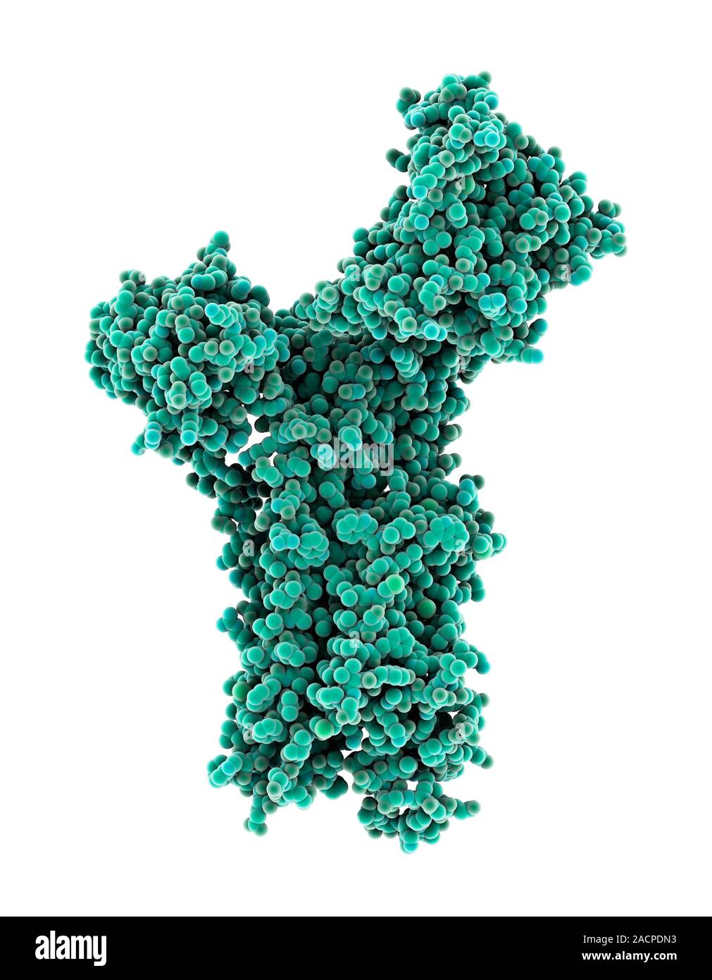 Calcium ATPase ion pump, molecular model. This enzyme is found in ...