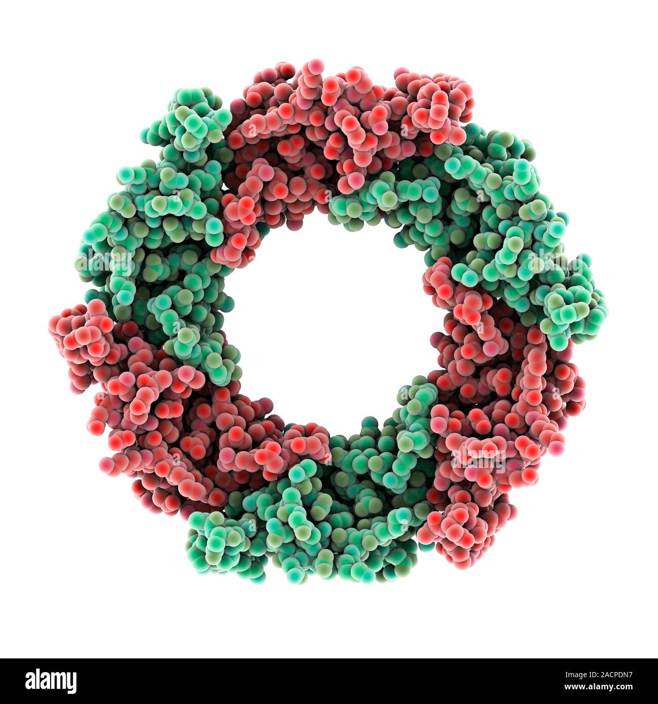 Hemolysin-coregulated protein, molecular model. This protein is from ...