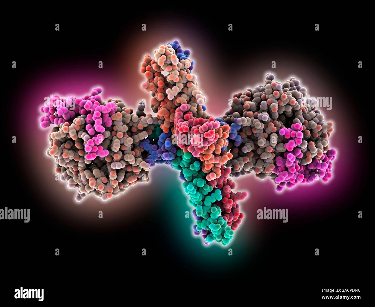 Thrombin complexed with fibrinogen, molecular model. The thrombin ...